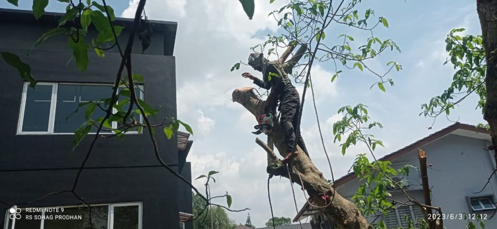 Efficient Resource Allocation: Optimizing Tree Care Solutions - Tree ...